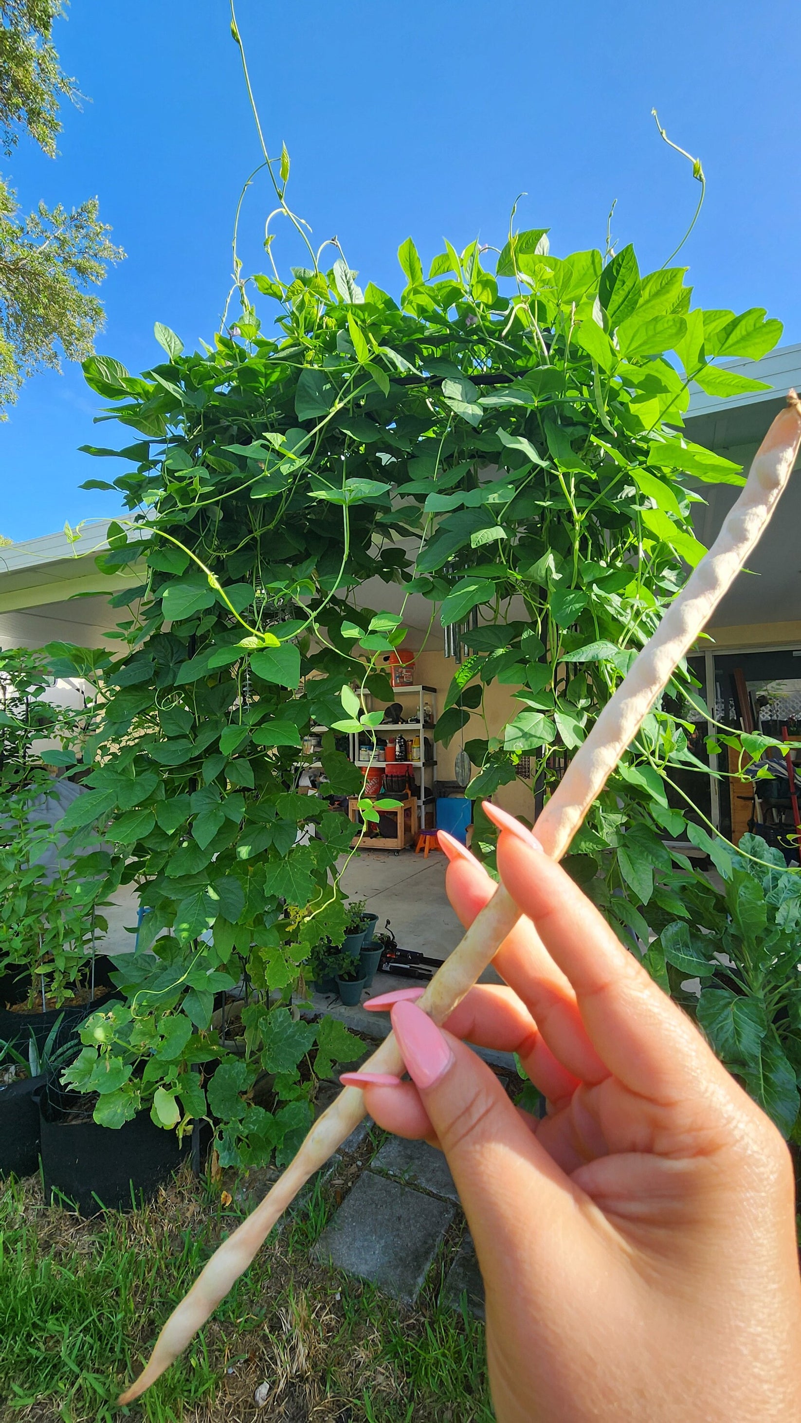 Puerto Rican Black Beans Seeds – DTG Naturals